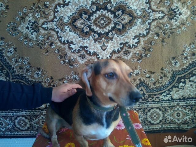 Такса в добрые руки