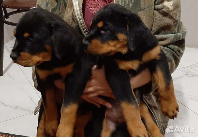 Щенки ротвейлера продажа