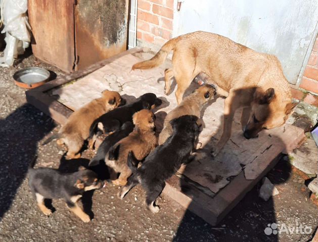 Собака со щенками, на трассе, у заправки