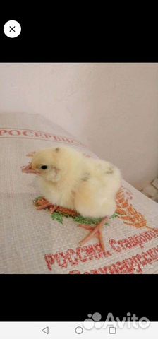 Цыплята бройлеры Кооб-500