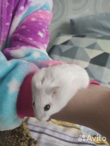 Джунгарский хомяк