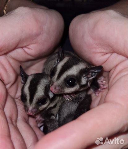 Белка летяга