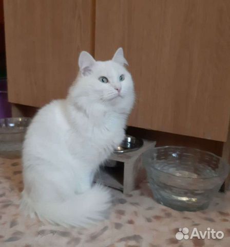 Турецкая ангора белый кот