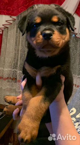 Щенки ротвейлера продажа