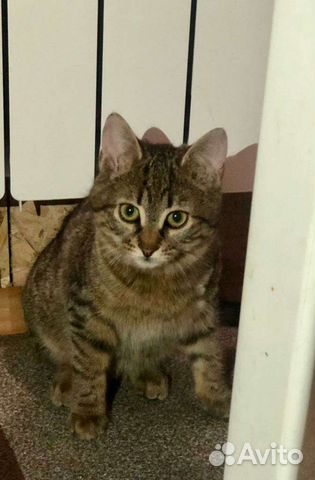 Котенок в дар