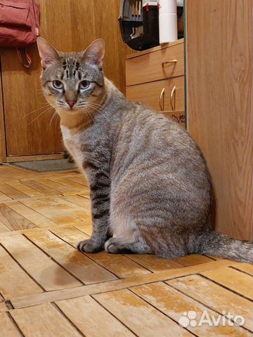 Кот в добрые руки