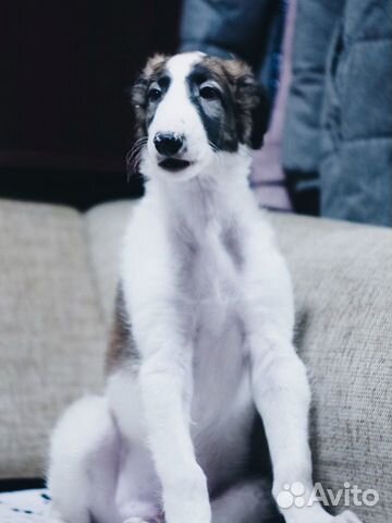 Кобель русской борзой