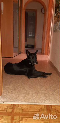 Идеальная молодая собачка 1 год для души бесплатно