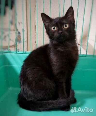 Чернушка ищет дом