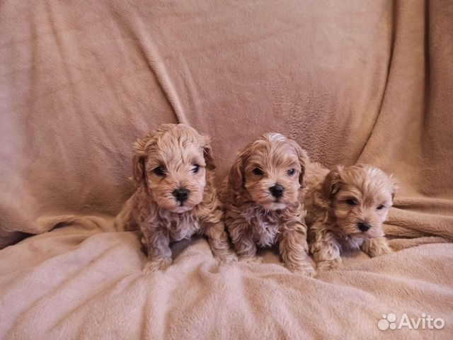 Мальтипу Ф1 VIP Baby Karamel,Meller