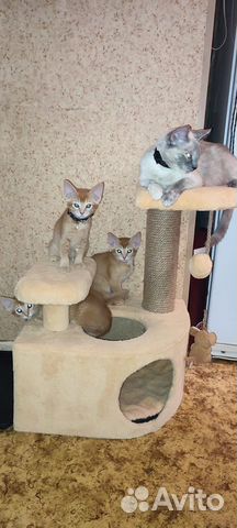 Замурчательные котята