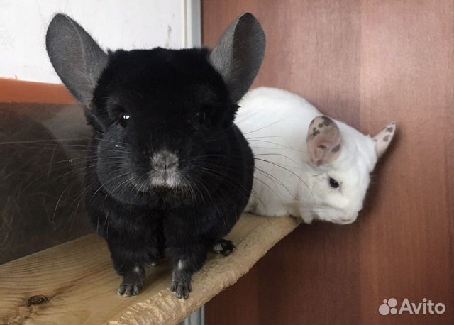 Шиншиллы пара с витриной и кормом