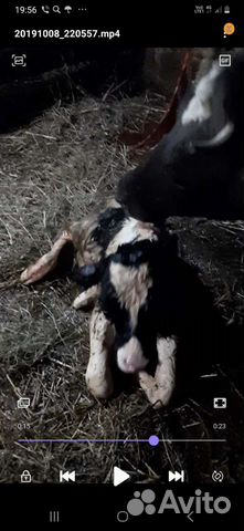 Продам тёлочку