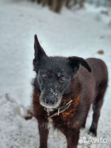 Малышка Соня хочет стать домашней