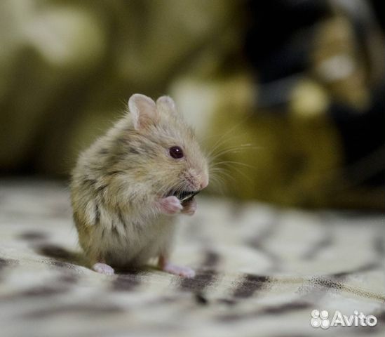 Джунгарский хомячок