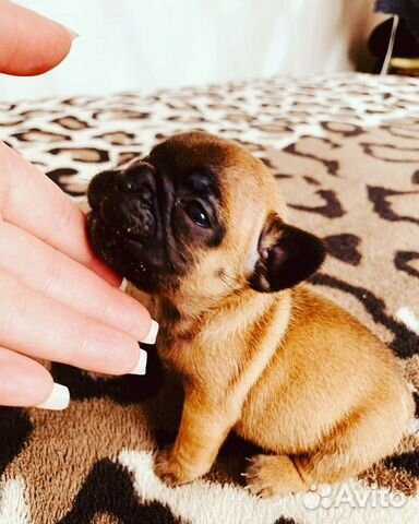 Французский бульдог mini