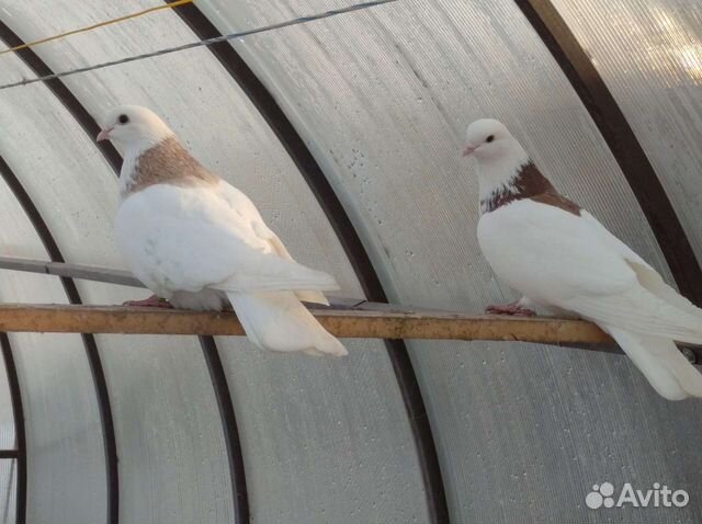 Голуби Ижевские