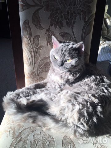 Селкирк-страйт