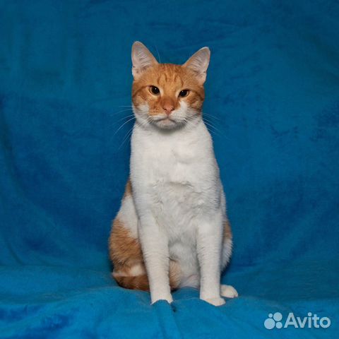 Кот Лео в добрые руки
