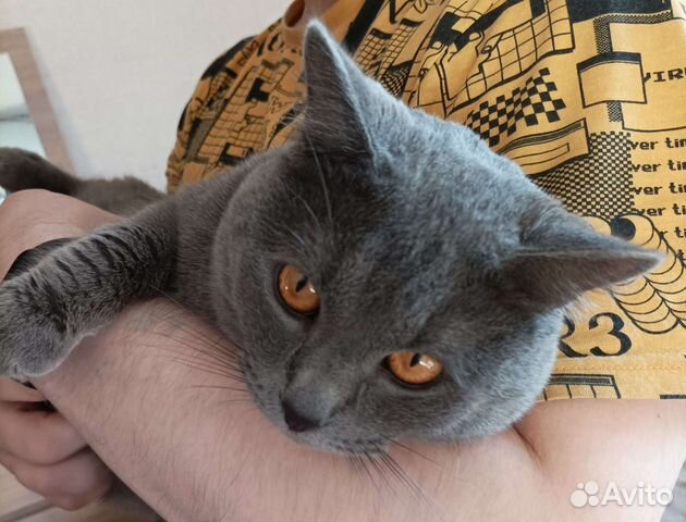 Британский кот вязка