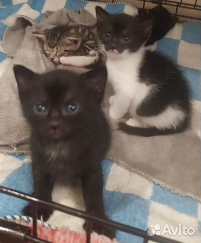 Котята-Крошки с Ладошку в дар в добрые руки