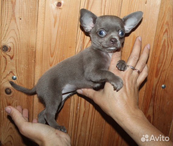 Лиловая мини Куколка