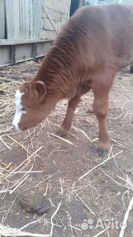 Телочка 2 недели