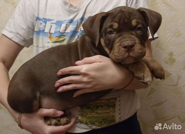 Амбулли покет