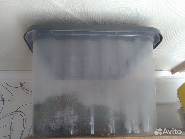 Улитки ахатины с Контейнером на 32 литра