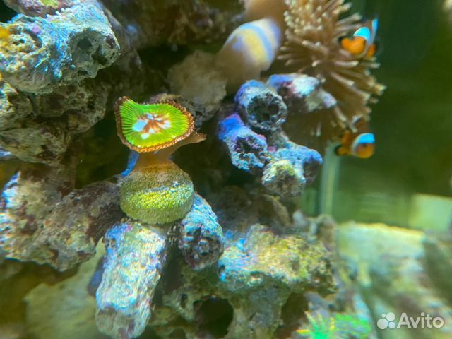 Живые кораллы