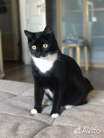 Кот Бармалей