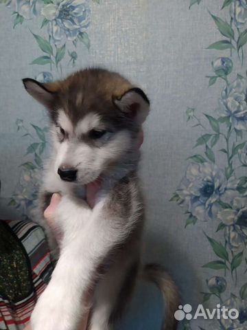 Аляскинский маламут щенки