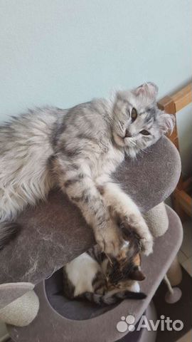 Кошка