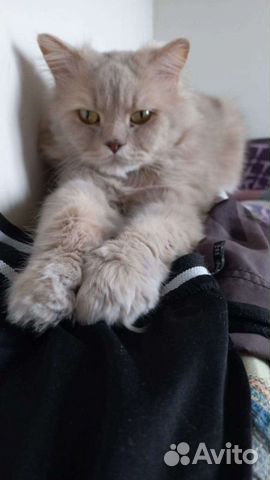 Селкирк-рекс