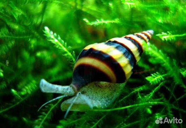 Отдам в хорошие руки улиток Хелен