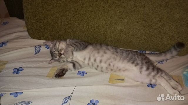 Шотландская прямоухая кошка