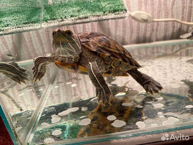 Черепахи с аквариумом