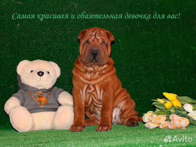 Щенки шарпей, очаровательная девочка 2,5 мес