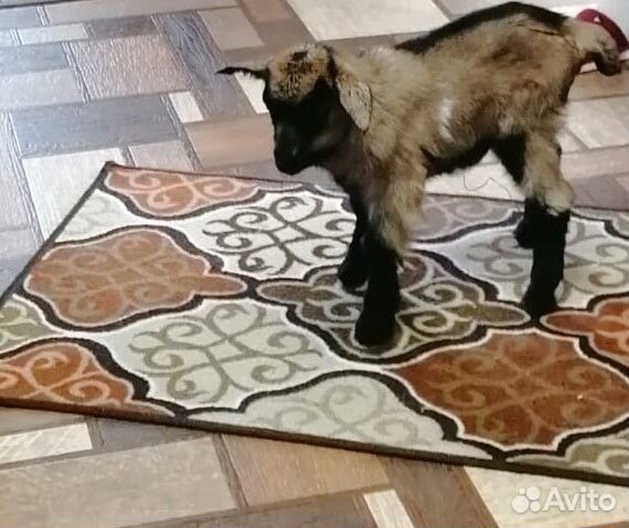 Козлик
