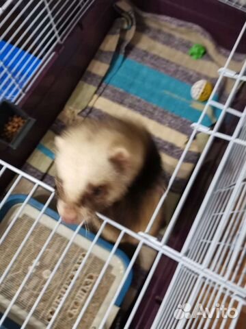 Вязка хорька