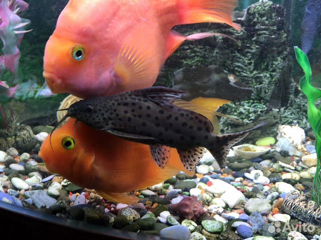 Сом синодонтис