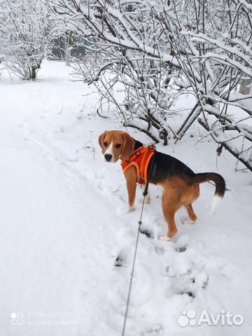Щенки бигль девочка