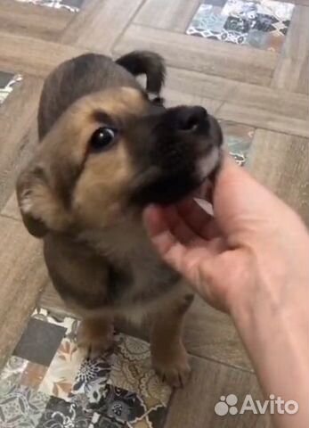 Щенки от небольшой собачки