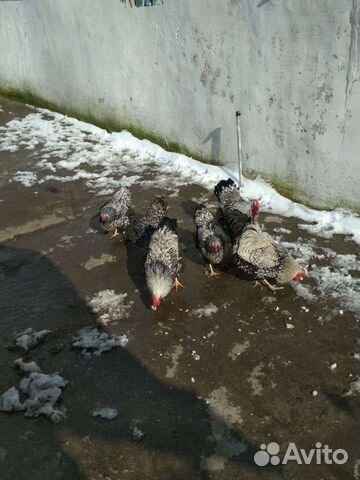 Курица и Петух Виандот