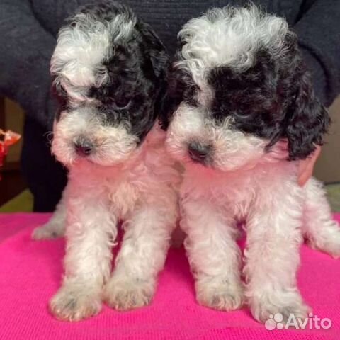 Той-пудель арлекин РКФ