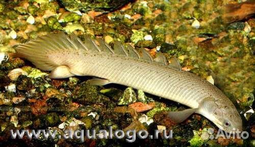 Полиптерусы