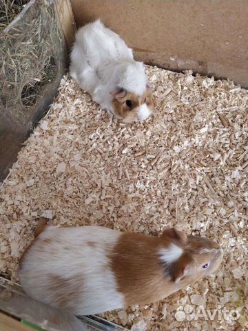 Морские свинки