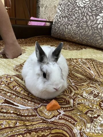 Декоративные кролики