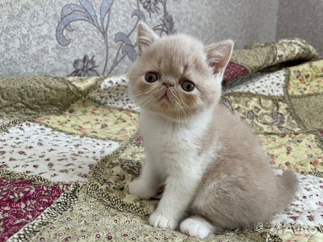 Экзотические котята