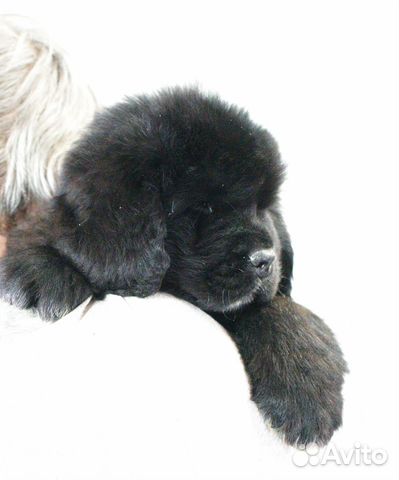 Щенки ньюфаундленда, 2 черных мальчика